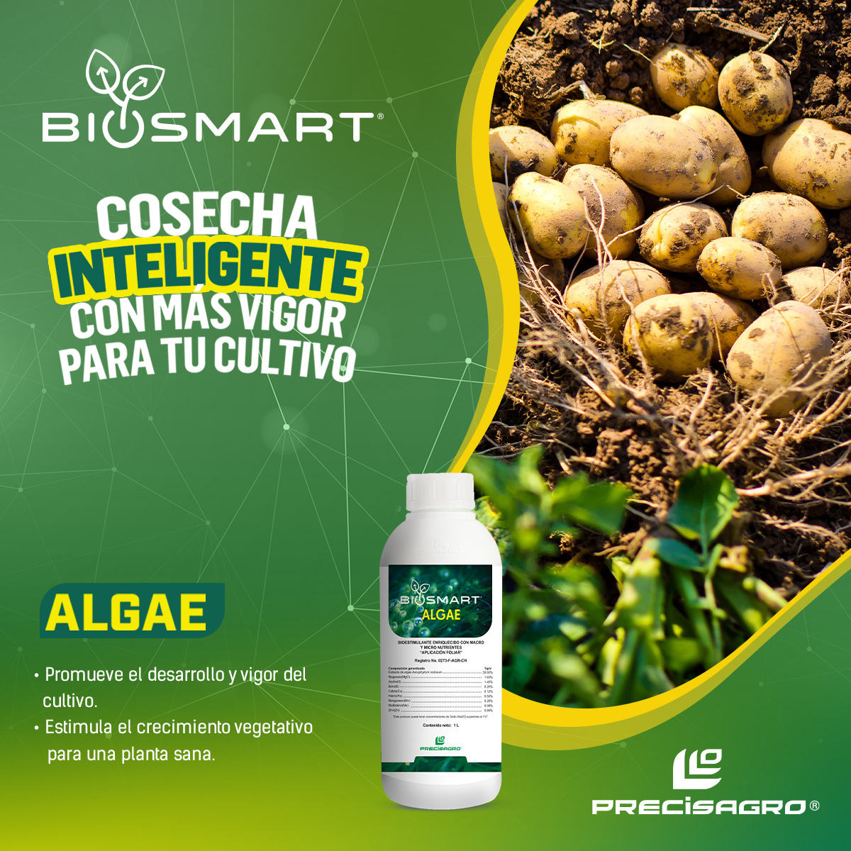 ¡Dale Más 𝐯𝐢𝐝𝐚 𝐚𝐥 𝐜𝐮𝐥𝐭𝐢𝐯𝐨 𝐝𝐞 𝐩𝐚𝐩𝐚! Con Biosmart Algae - Precisagro Ecuador